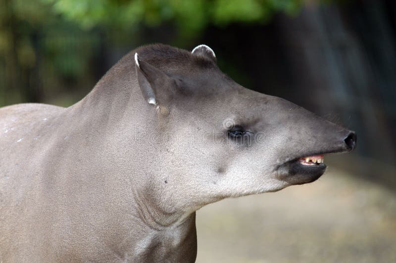 Tapir stock image. Image of mammal, american, america - 2967455