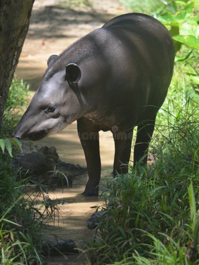 A Tapir in the Amazon Rainforest Stock Photo - Image of family, amazon ...