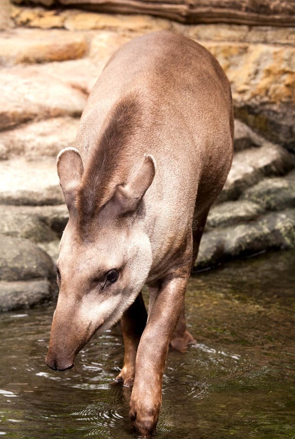 Tapir stock image. Image of tapir, hoofed, bizarre, brown - 31936443