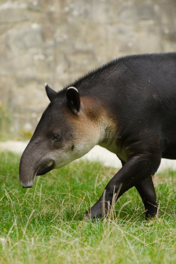 Tapir centroamericano foto de archivo. Imagen de americano - 26877114