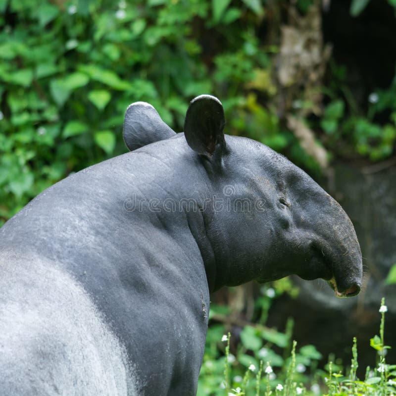 Tapir Closeup Show Head Animal in Zoo Stock Photo - Image of closeup ...