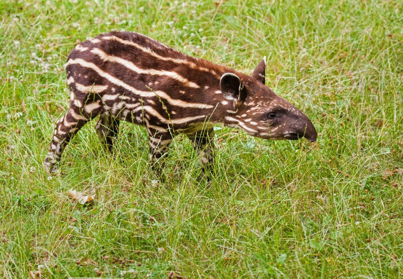The tapir cub stock image. Image of adorable, nature - 97892639