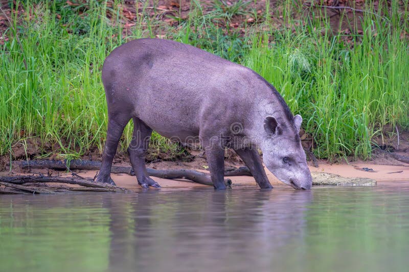 Tapir Drinking from a River Stock Image - Image of wildlife, endangered ...