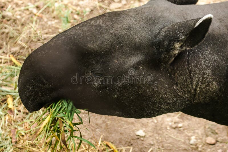 Tapir Eats Leaves Young Plants of Fruit, Stock Image - Image of eats ...