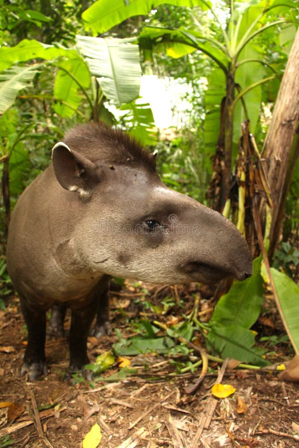 Tapir Que Camina En El Parque Nacional De Madidi Foto de archivo ...