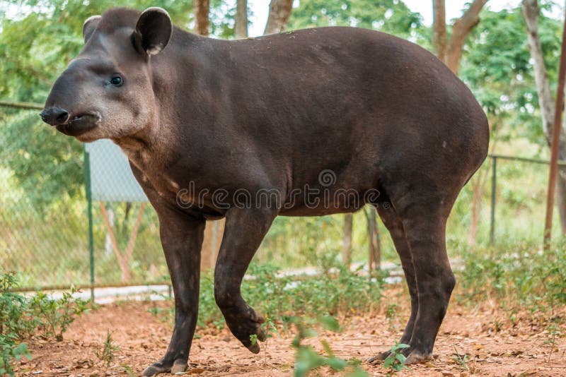 Huge Tapir in South America Stock Image - Image of portrait, herbivore ...