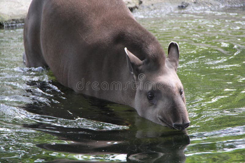 Tapir Going for a Swim stock image. Image of melbourne - 50935265