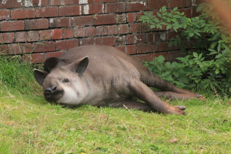 Tapir Having a Rest Lying Down Stock Photo - Image of tapir, wall ...
