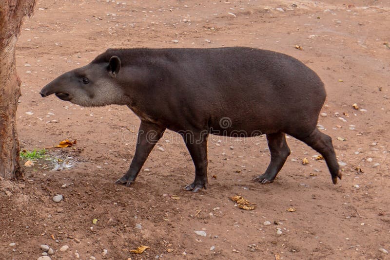 Tapir in Peru South America SA Stock Photo - Image of leyendas, jungle ...