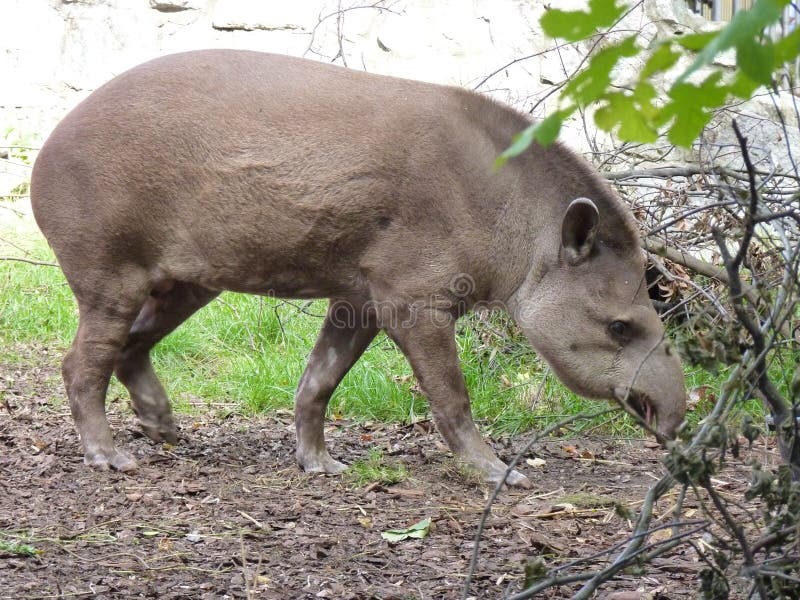 Tapir stock image. Image of herbivorous, ungulates, nose - 85126399