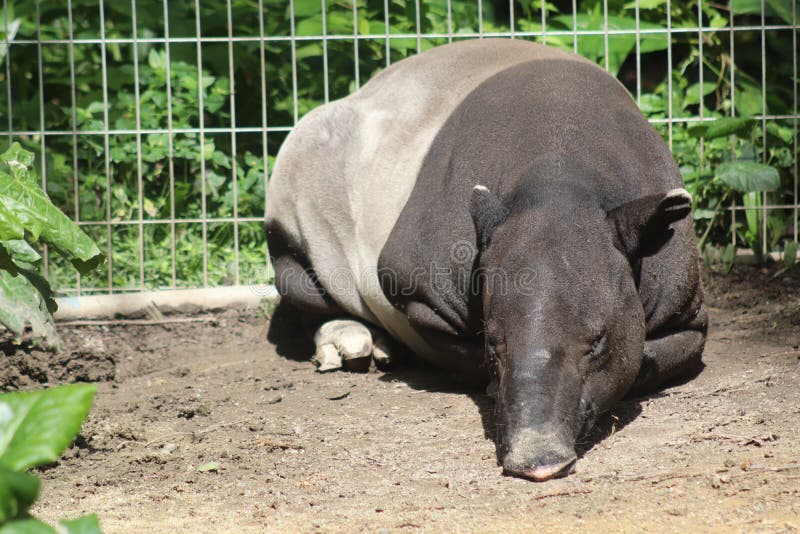 Tapir resting in the zoo stock image. Image of wildlife - 258590863