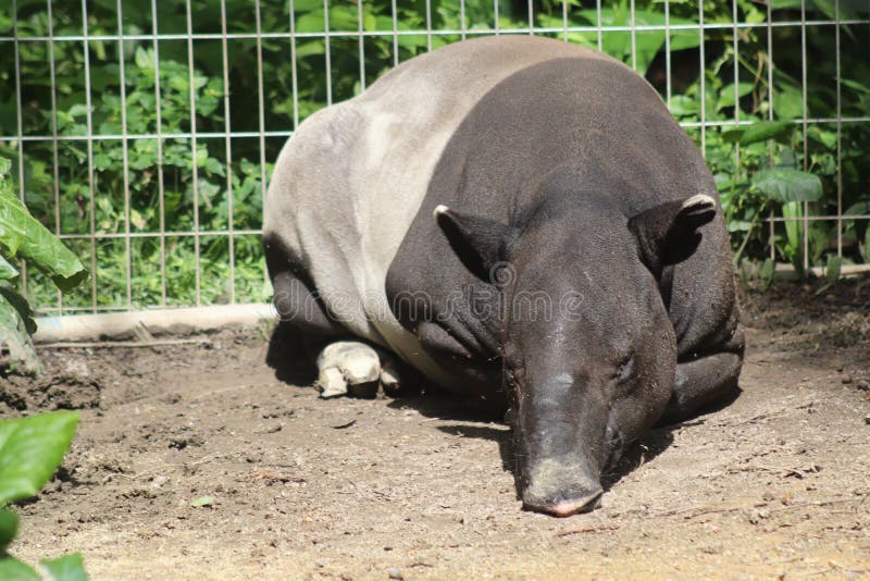 Tapir resting in the zoo stock photo. Image of tapir - 258590868