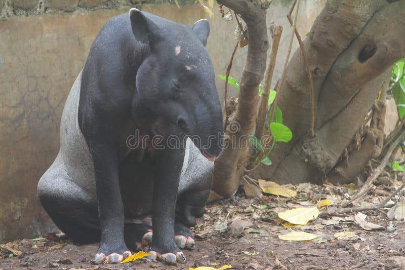 A tapir stock photo. Image of grey, tapir, mammal, green - 342114966