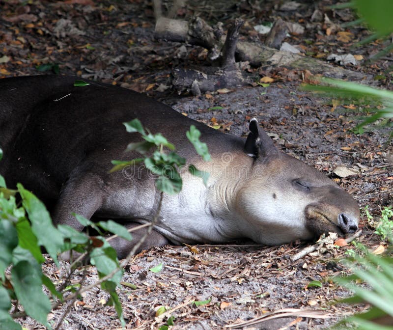 Sleeping tapir stock photo. Image of cute, baird, animal - 23861502