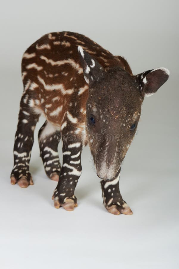 136 Tapir Side View Photos - Free & Royalty-Free Stock Photos from ...