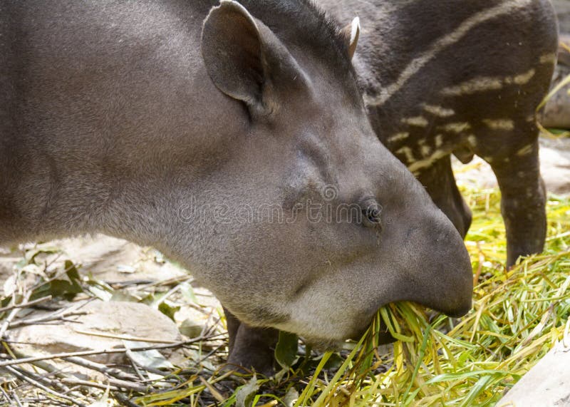 Tapir stock image. Image of tapir, wildlife, grey, land - 317773947