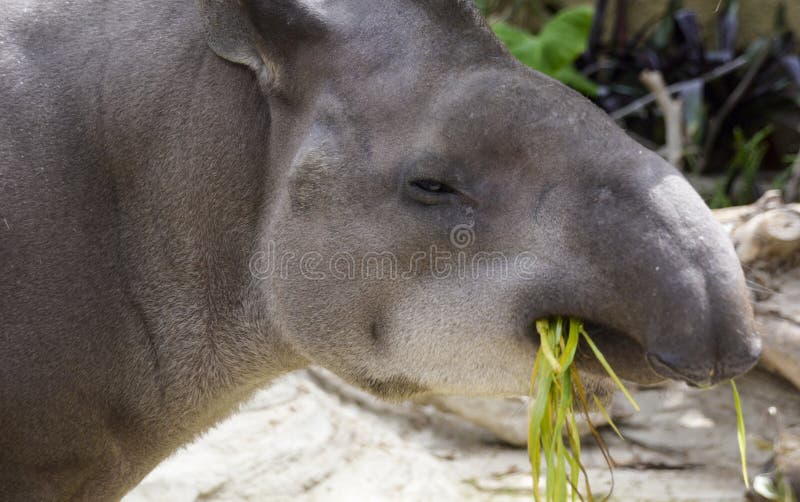 Tapir stock photo. Image of land, ground, grey, wildlife - 317774014