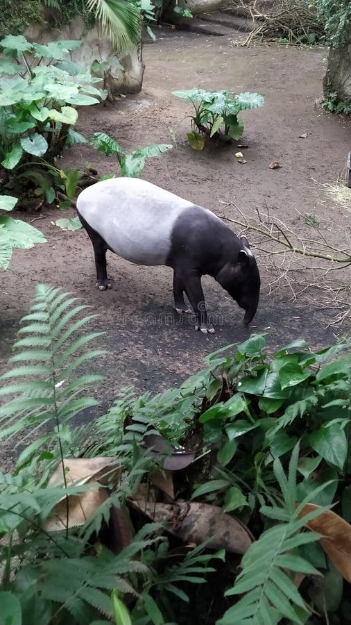 Tapir. stock photo. Image of wild, large, grey, tapir - 174231048