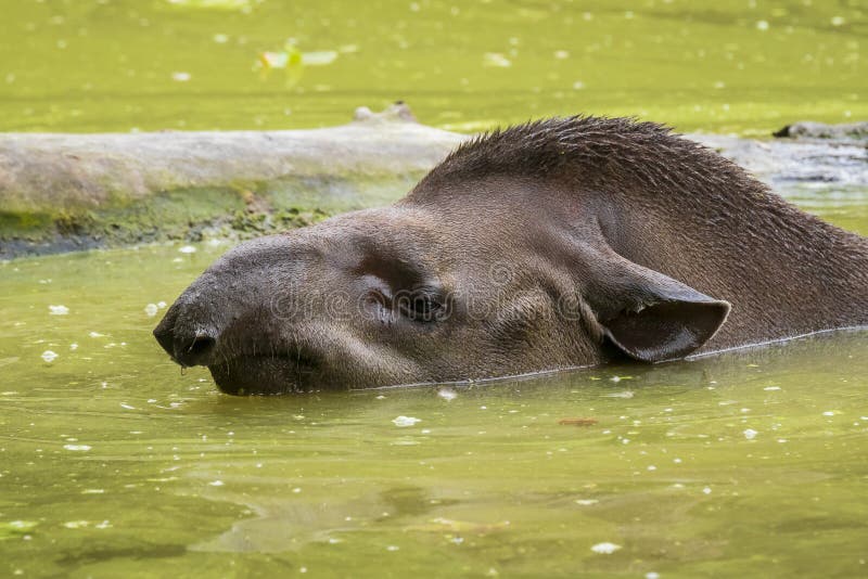 Tapir Tapirus Smiling Animal Stock Photo - Image of rainforest, close ...