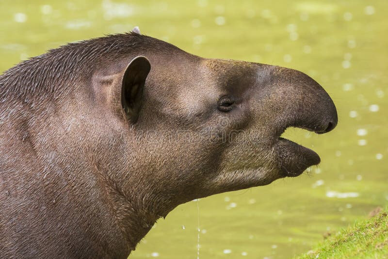 1,822 Tapir Photos - Free & Royalty-Free Stock Photos from Dreamstime
