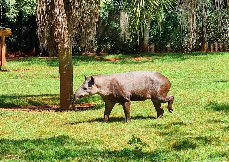 Tapir Walking Peacefully in Sunlight, Grass and Trees Stock Photo ...