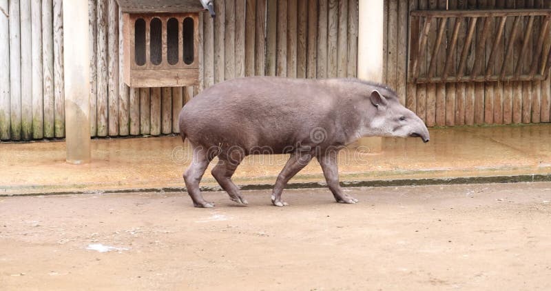 Tapir Walks through Enclosure at Zoo Stock Video - Video of animal ...