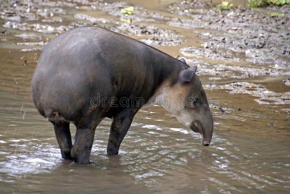 Tapir in water stock photo. Image of black, park, grass - 19936018