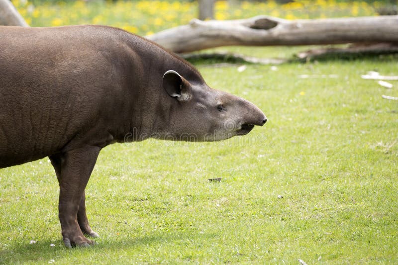 Tapir in the wild stock image. Image of nature, portrait - 276901469