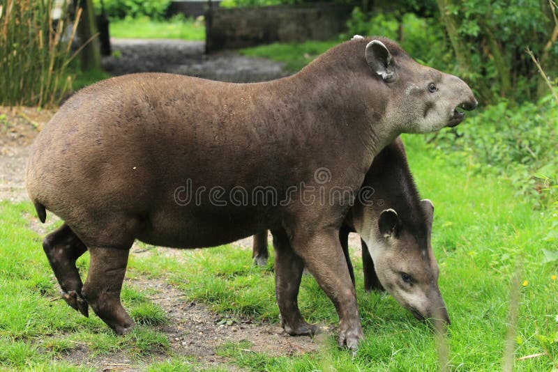 Tapiri dei brasiliani immagine stock. Immagine di americano - 41837741