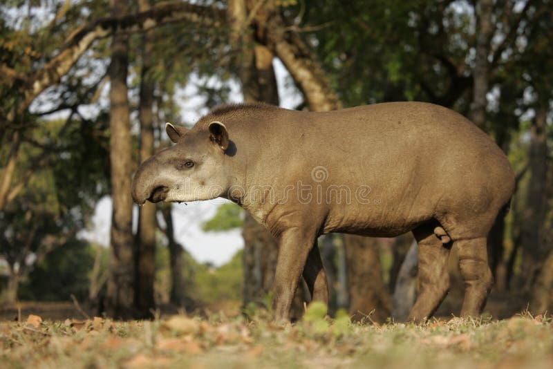 Tapiro Brasiliano, Terrestris Del Tapirus, Immagine Stock - Immagine di ...