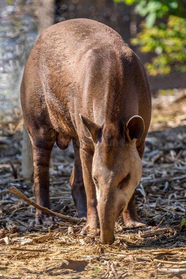 Tapiro Sudamericano (terrestris Del Tapirus) Fotografia Stock ...