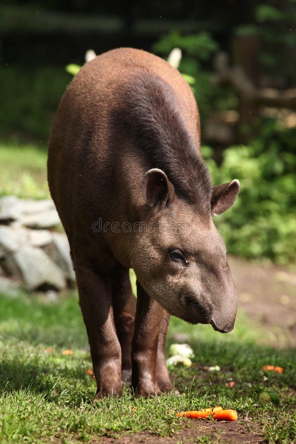 Tapiro Sudamericano (Tapirus Terrestris) Immagine Stock - Immagine di ...