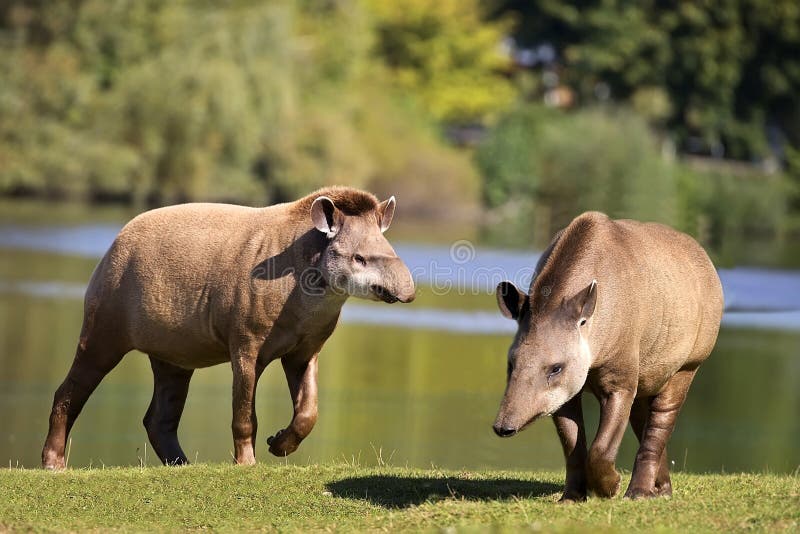 Tapir on the Run in a Clearing Stock Photo - Image of mammal, male ...