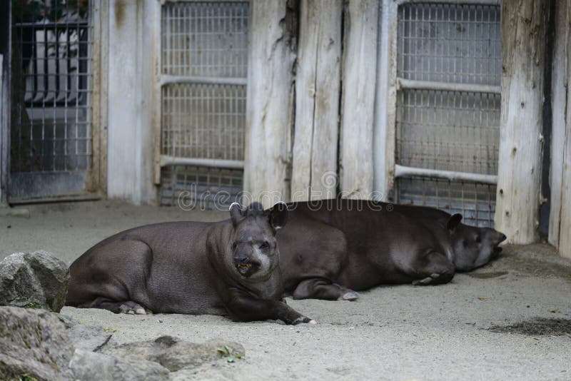 Tapirs stock photo. Image of wildlife, malayan, black - 32830708