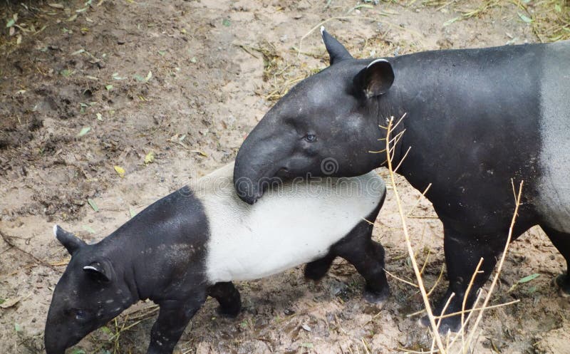 Tapirs stock image. Image of fauna, care, family, child - 46166037