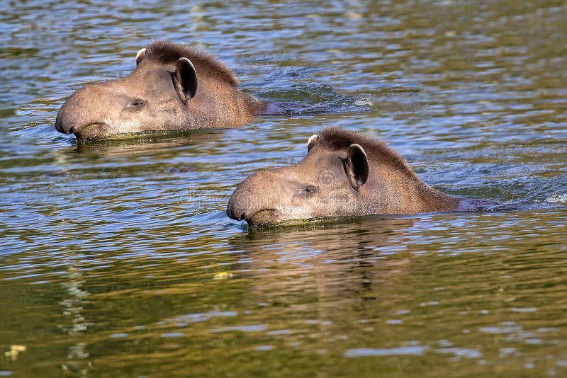 Tapir on the Run in a Clearing Stock Photo - Image of mammal, male ...