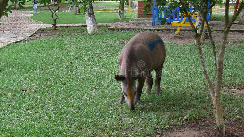 Tapirus in Bolivia, South America. Stock Photo - Image of andean, faune ...