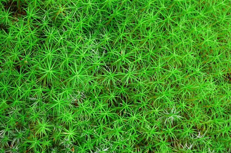 Tapis d'une herbe verte image stock. Image du graines - 12681525
