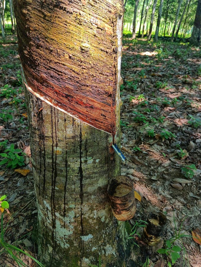 The Tapped Rubber Tree Shows the Scars Exposed To Sunlight. Stock Image ...