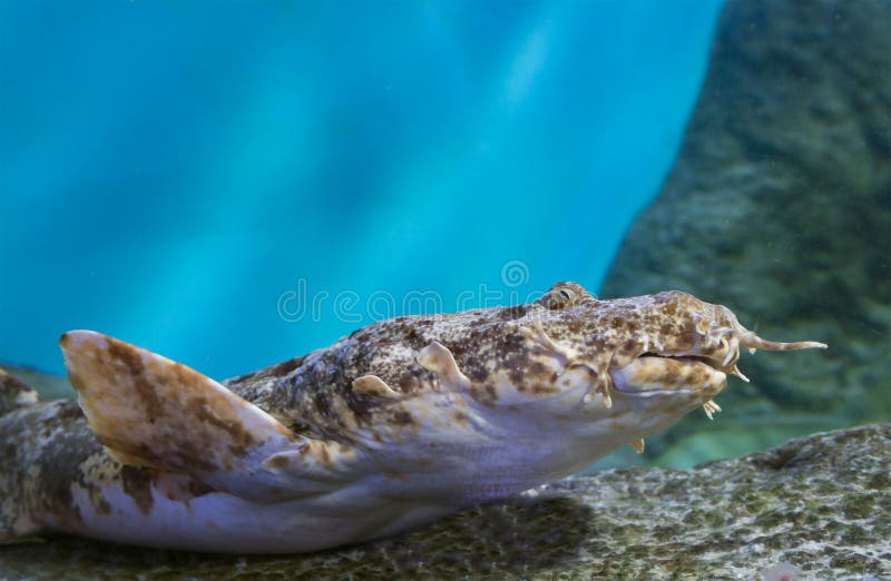 Tappeto Del Pesce Lo Squalo Fotografia Stock - Immagine di camuffamento ...