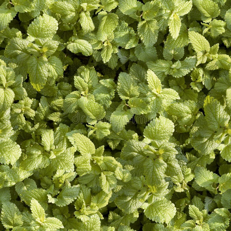 Foglie stock photo. Image of floor, texture, spring, pattern - 23342900