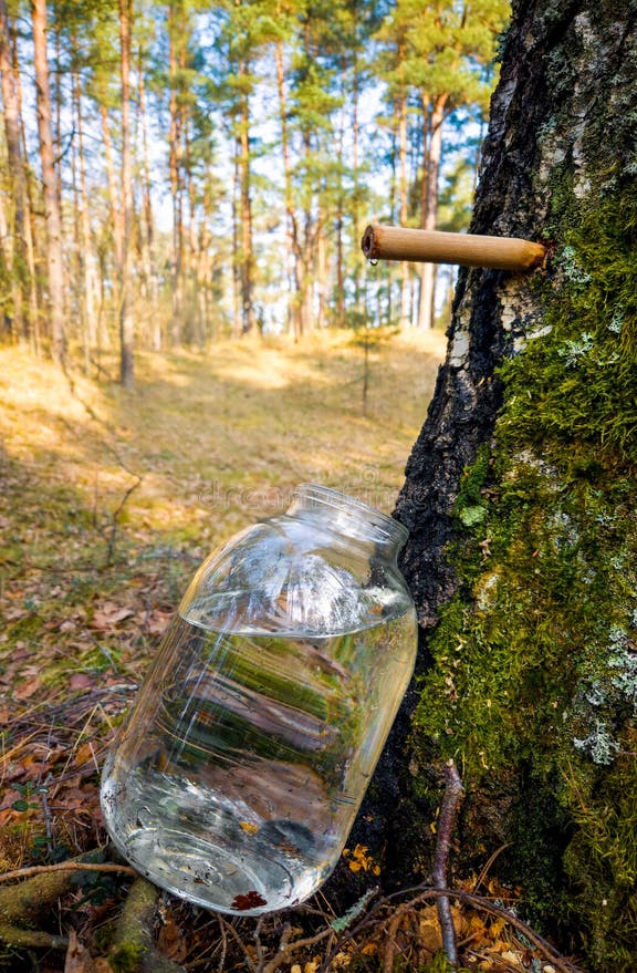 Tapping Birch Tree Sap on Sunny Spring Day Stock Photo - Image of clean ...
