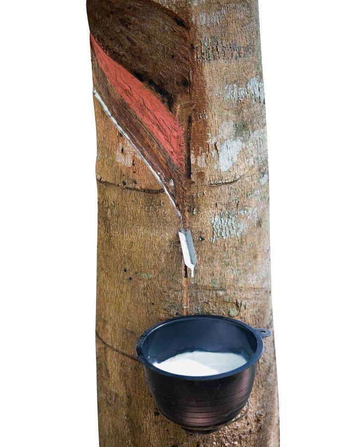 Tapping Latex from a Rubber Tree Stock Photo - Image of lush, natural ...