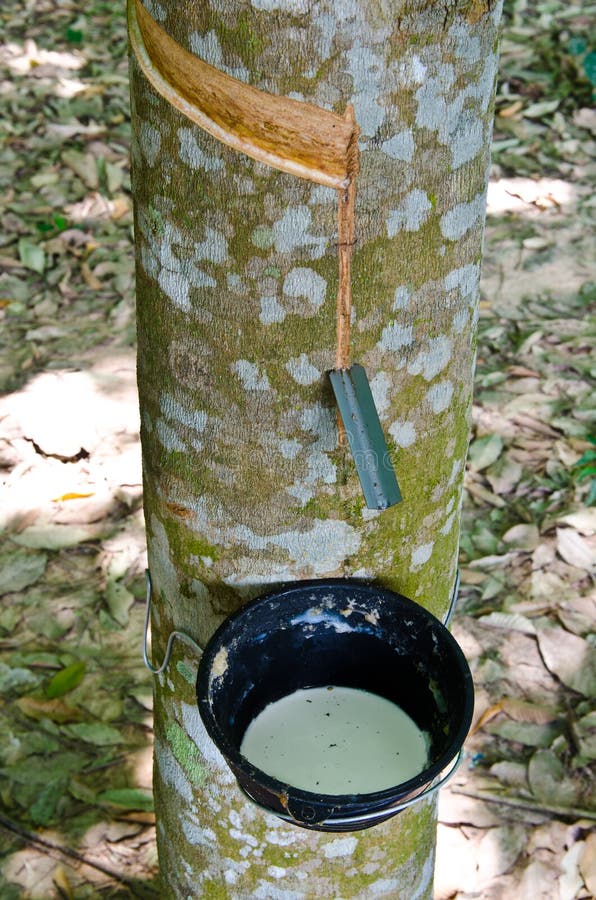 33+ Tapping latex rubber tree Free Stock Photos - StockFreeImages