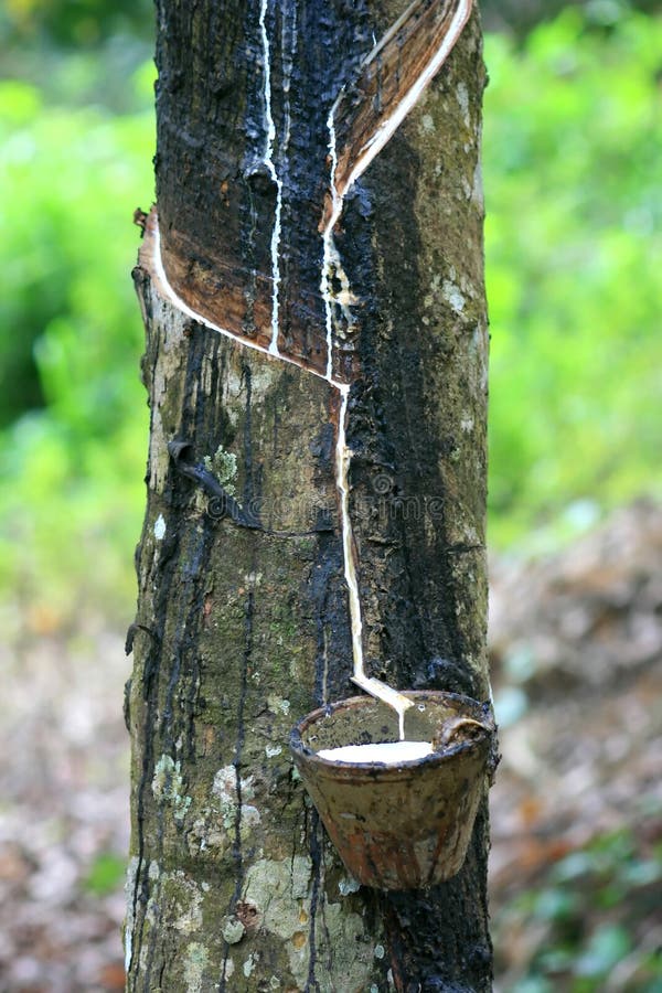 Tapping latex stock photo. Image of crop, lumber, green - 30400372