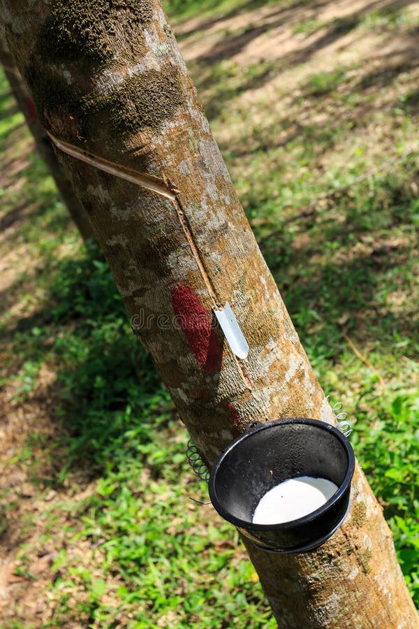 Tapping Latex from a Rubber Tree Stock Image - Image of farm, plant ...
