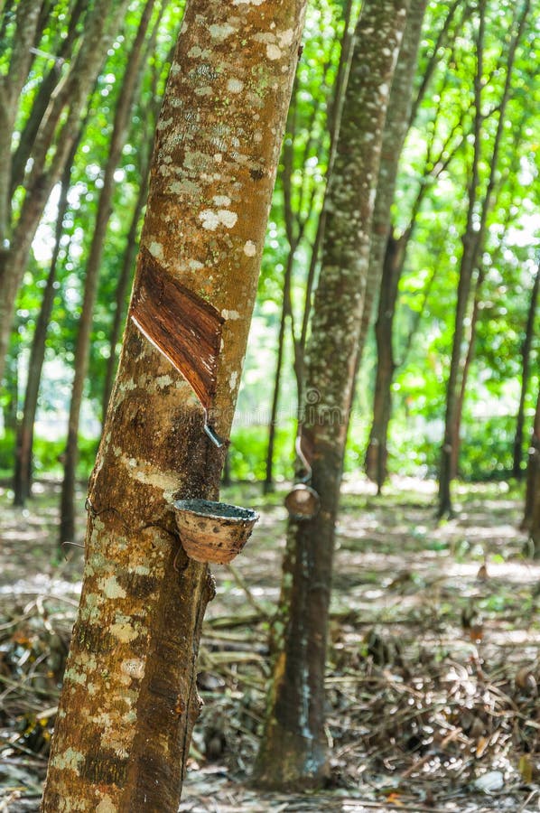Tapping Latex from a Rubber Tree Closeup Stock Image - Image of branch ...
