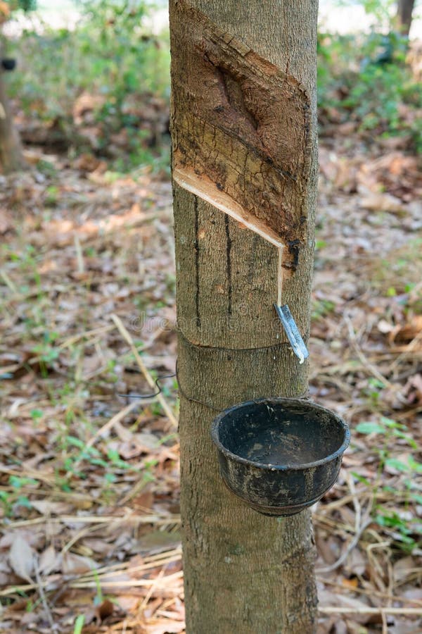 Tapping latex rubber tree stock photo. Image of lush - 149241152