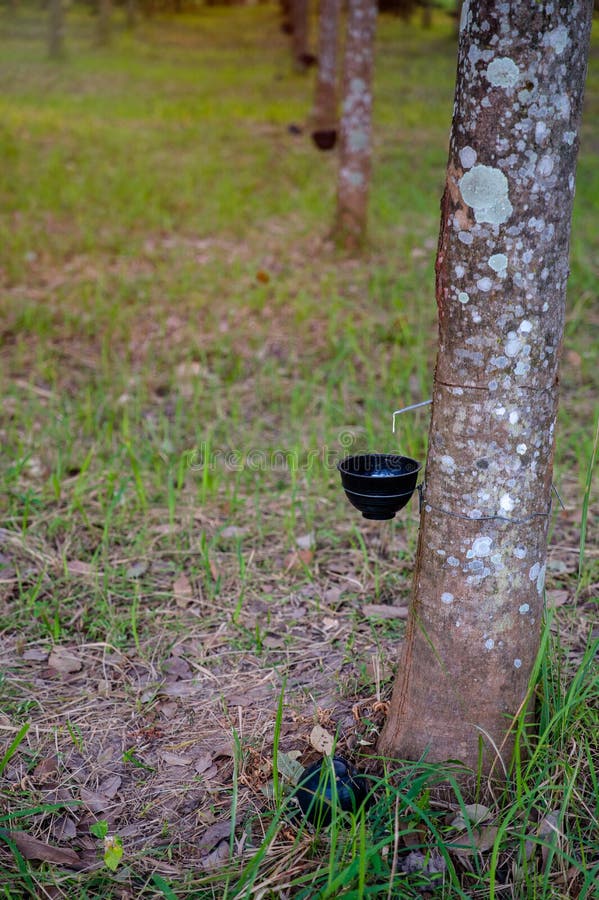 Tapping Latex Rubber Tree, Rubber Latex Extracted from Rubber Tree ...