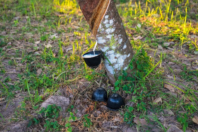 Tapping Latex Rubber Tree, Rubber Latex Extracted from Rubber Tree ...